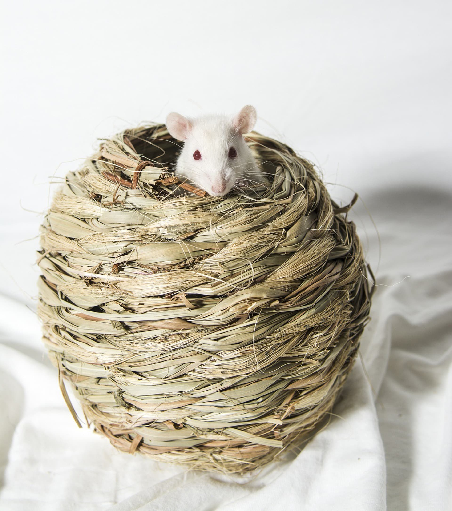 Game Over for Parasitic Tenants? | Giese & Partner